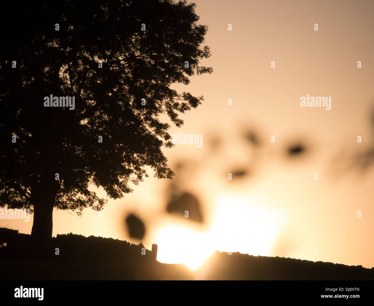 tree sunset hillside silhouette Stock Photo - Alamy