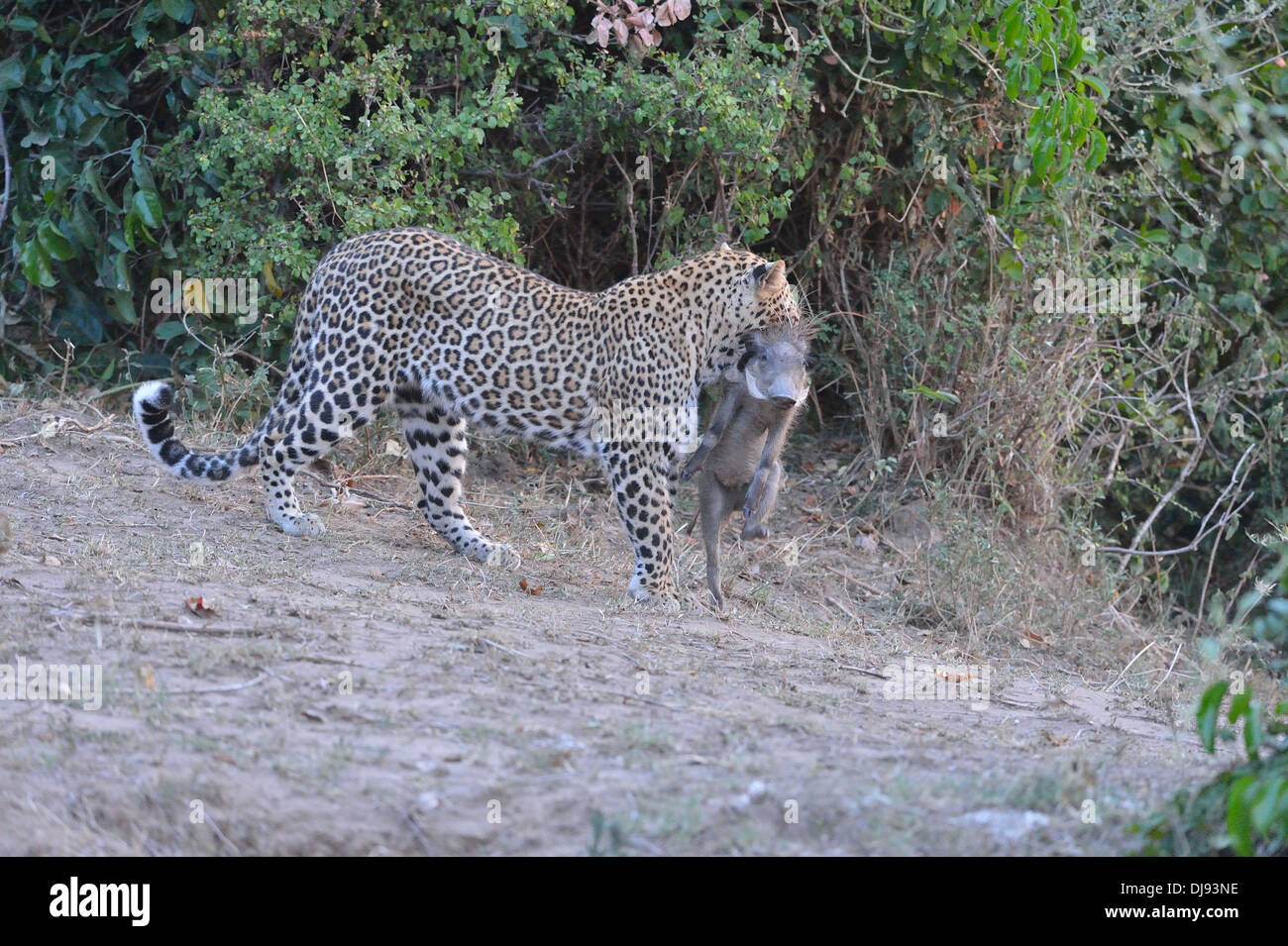 Warthog predator hi-res stock photography and images - Alamy