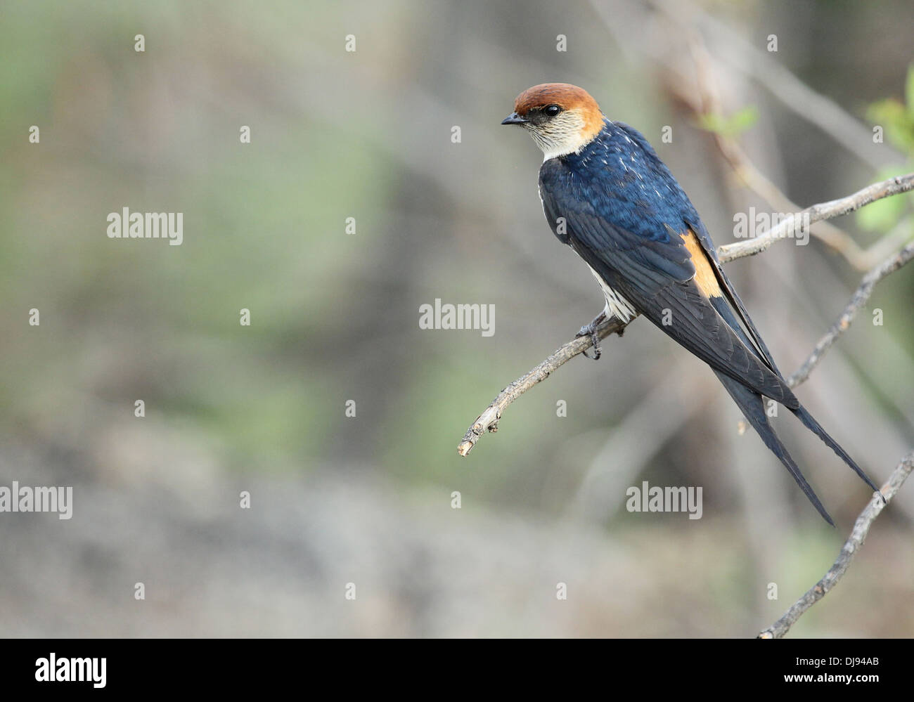 Greater striped swallow hi-res stock photography and images - Alamy