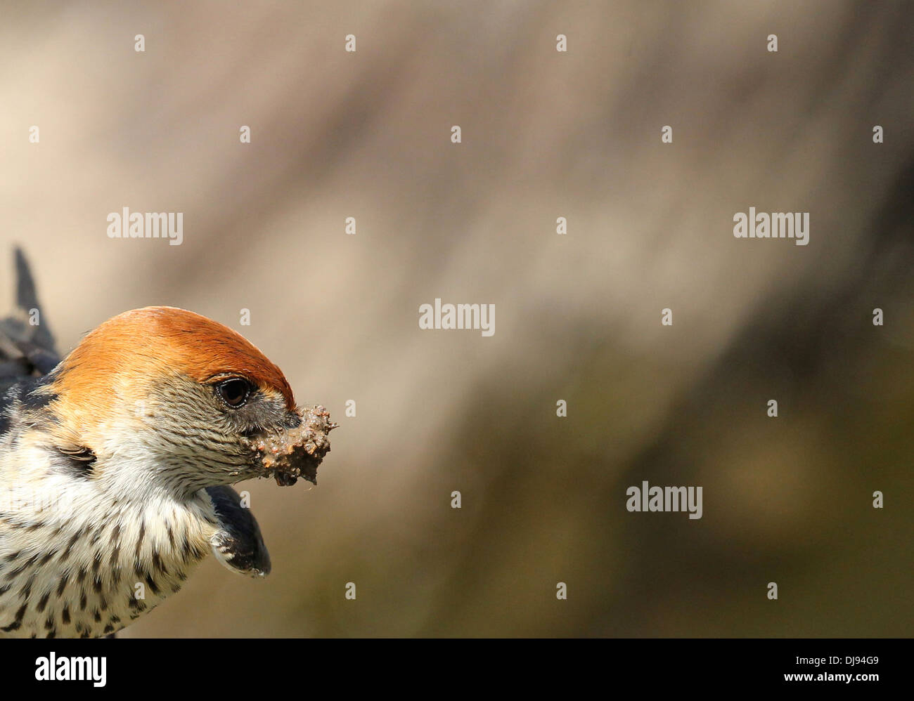 Greater striped swallow hi-res stock photography and images - Alamy