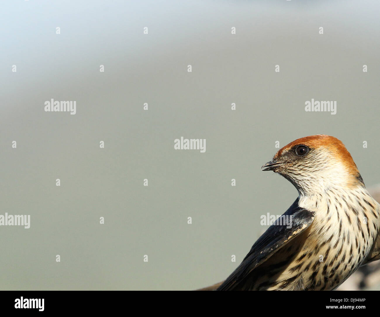 Greater striped swallow hi-res stock photography and images - Alamy