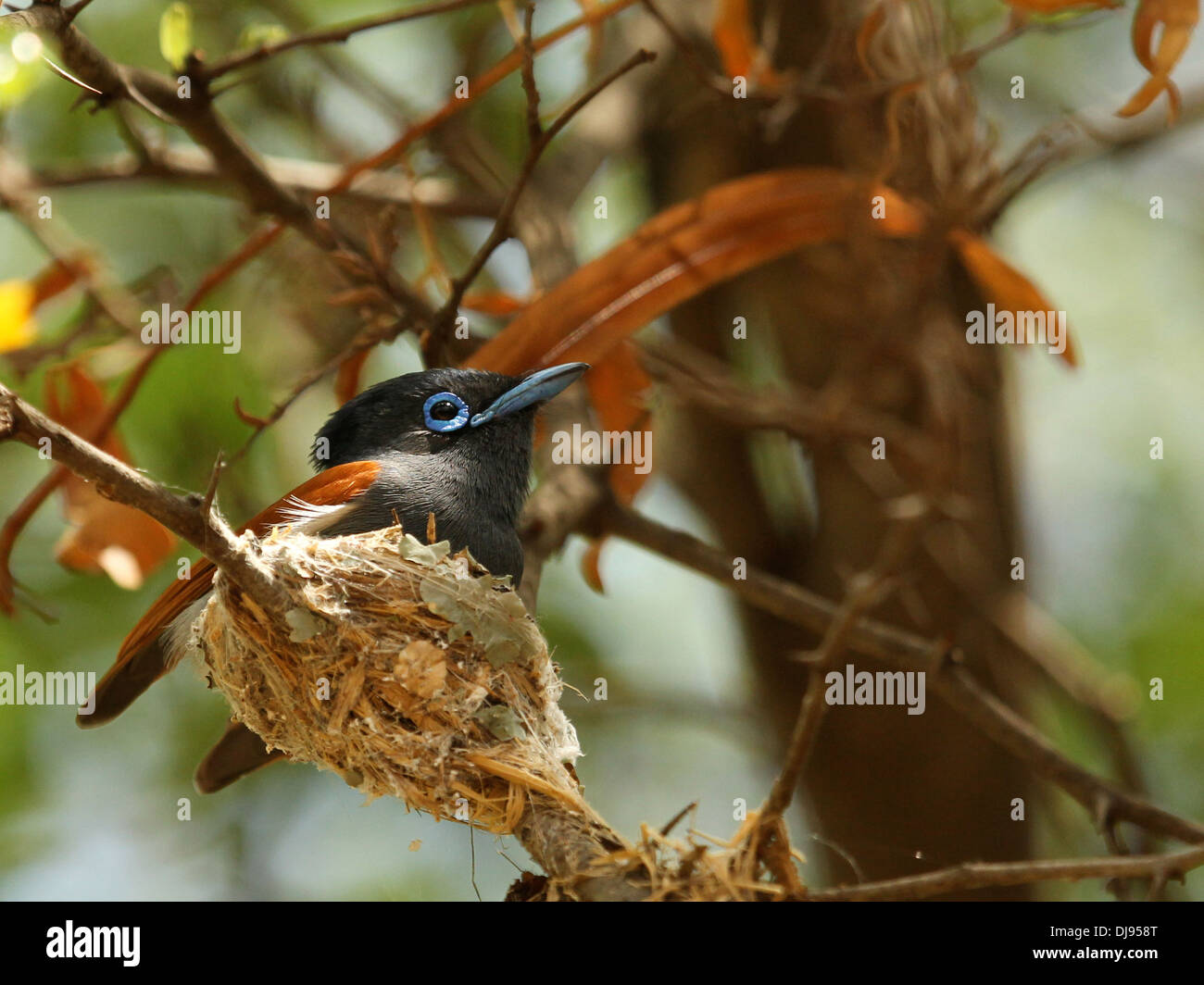 African Paradise Flycatcher at nest Terpsiphone viridis Stock Photo - Alamy