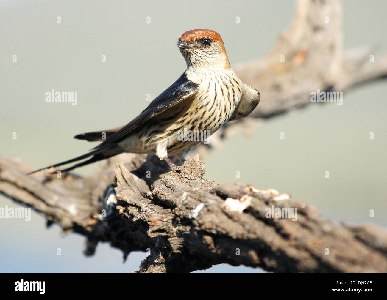 Greater striped swallow hi-res stock photography and images - Alamy