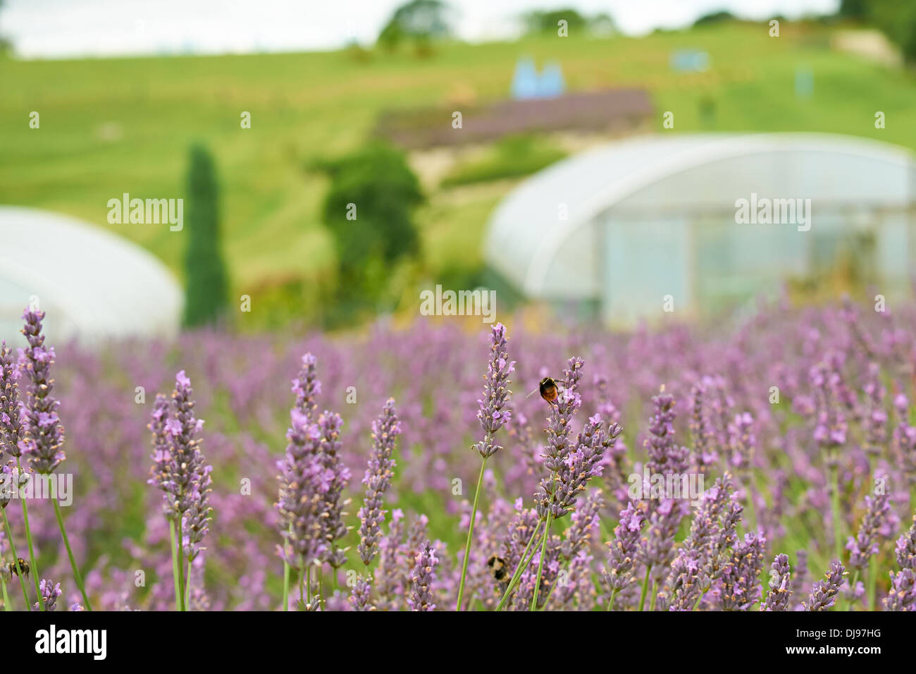 A lavender field at "Yorkshire Lavender" in the UK Stock Photo - Alamy