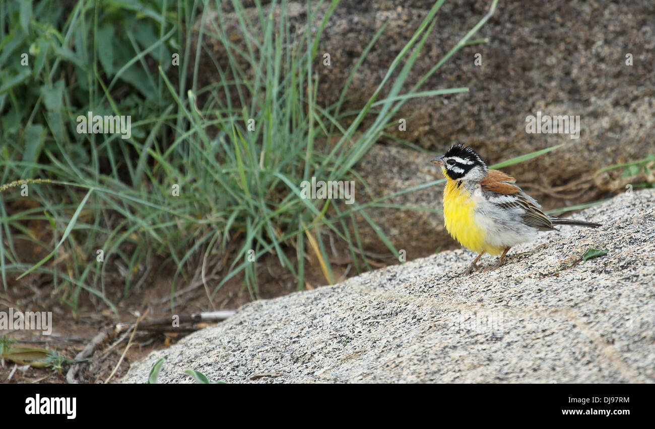 Golden breasted bunting hi-res stock photography and images - Alamy