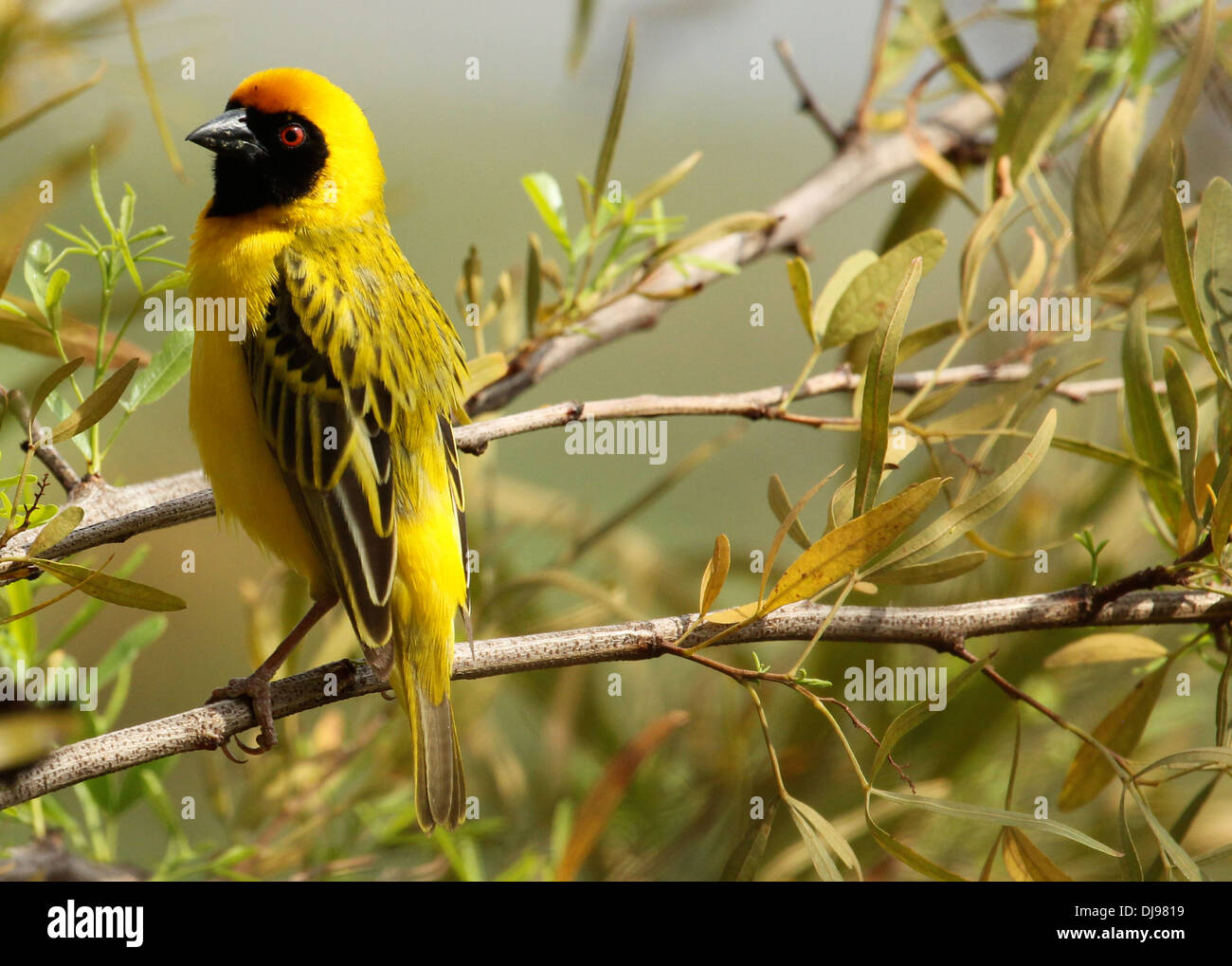 Southern masked weaver Ploceus velatus Stock Photo - Alamy