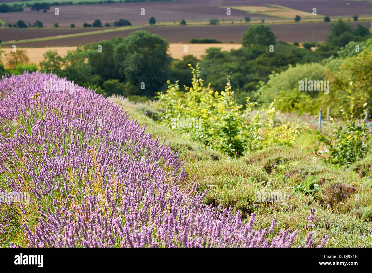 Yorkshire lavender gardens hi-res stock photography and images - Alamy