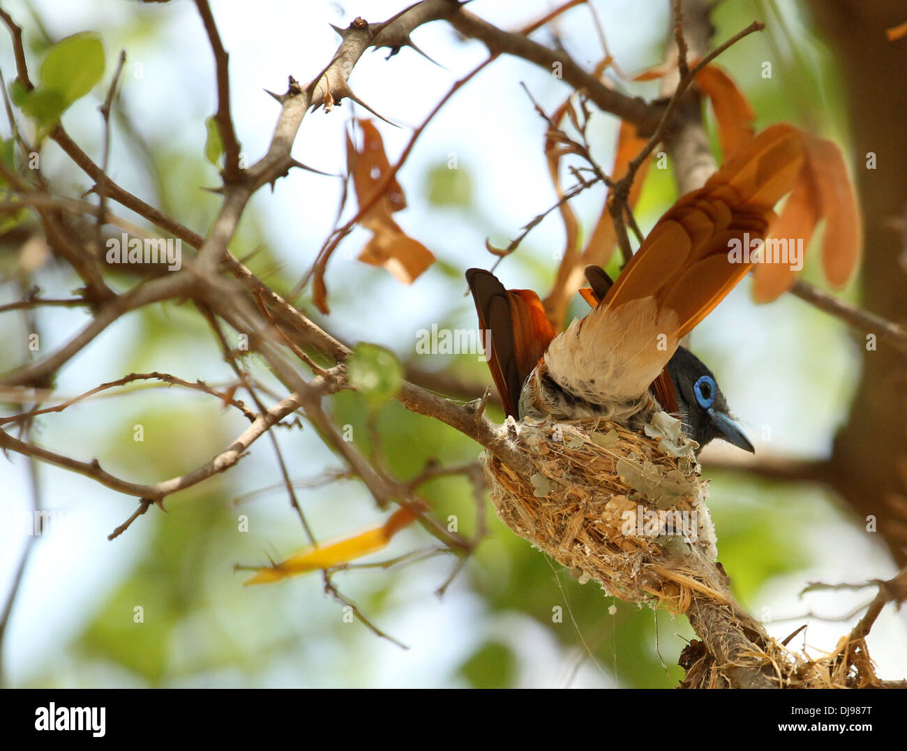 African Paradise Flycatcher at nest Terpsiphone viridis Stock Photo - Alamy