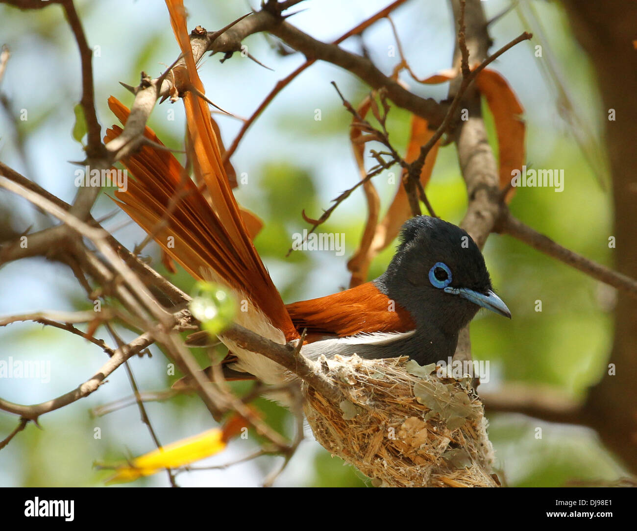 African Paradise Flycatcher at nest Terpsiphone viridis Stock Photo - Alamy