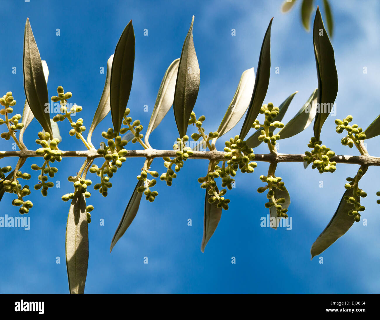 Young olive tree hi-res stock photography and images - Alamy