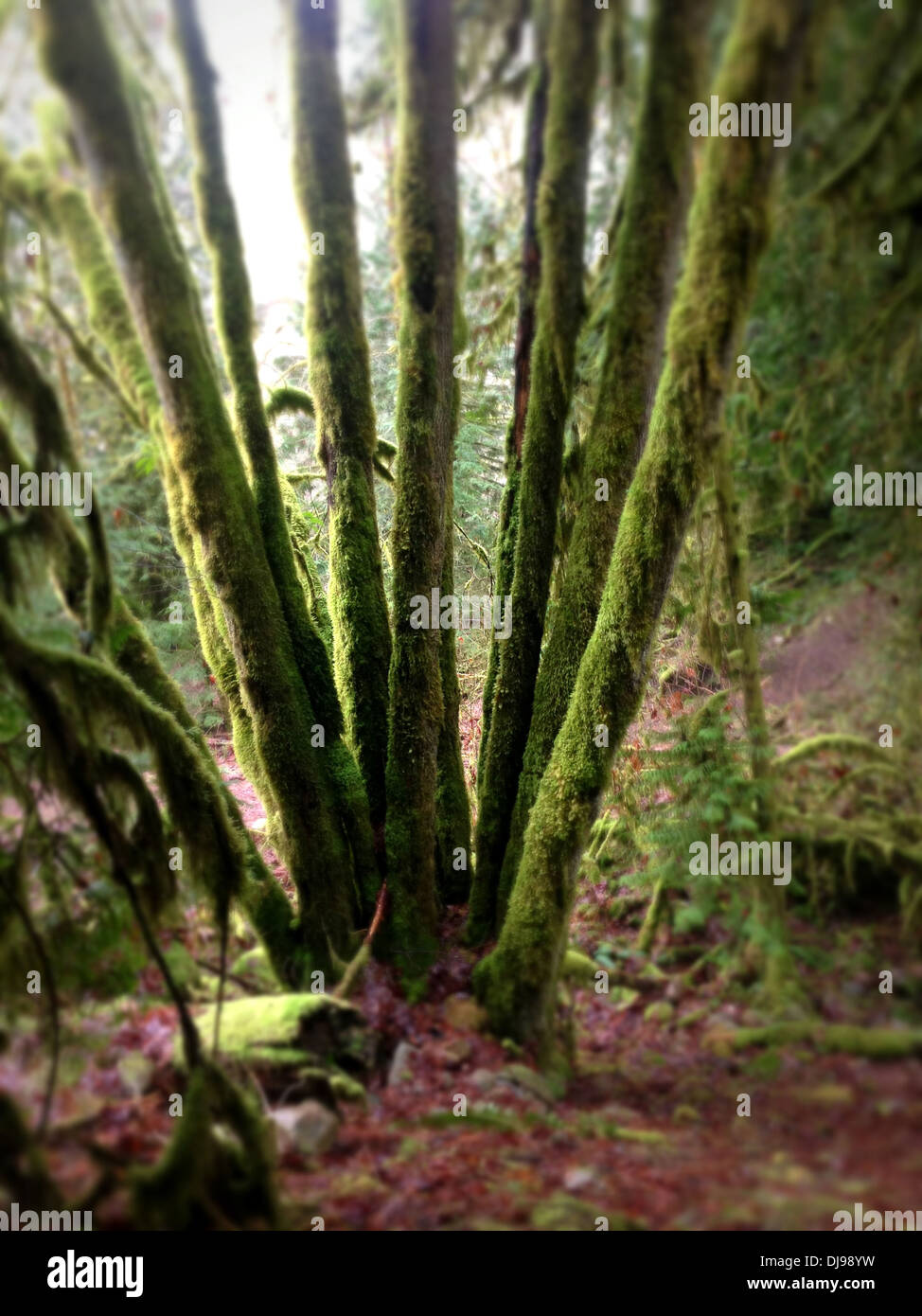 Mossy tree growing in forest Stock Photo - Alamy