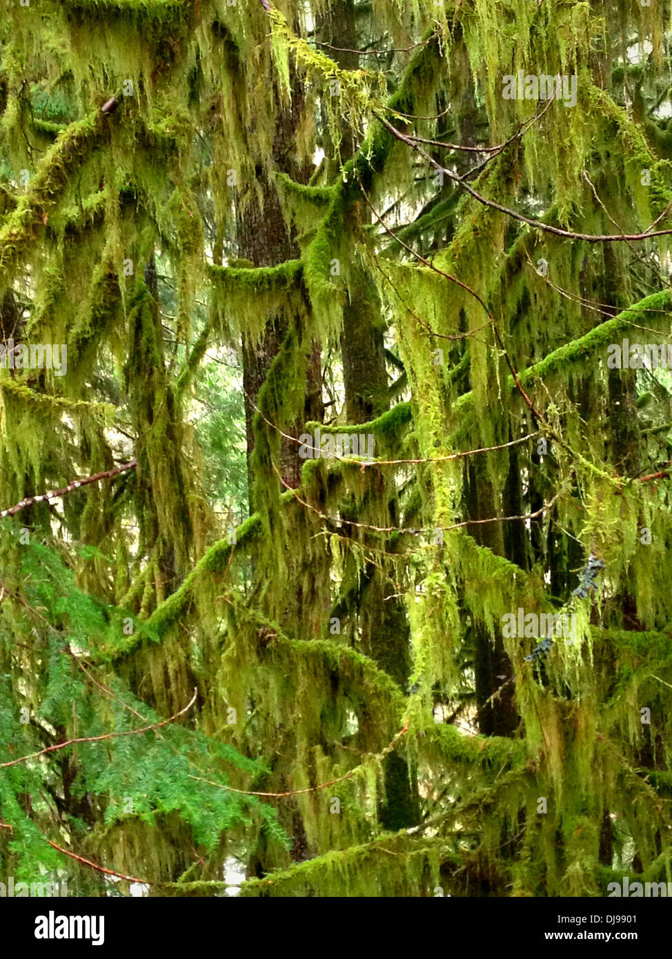 Mossy tree growing in forest Stock Photo - Alamy