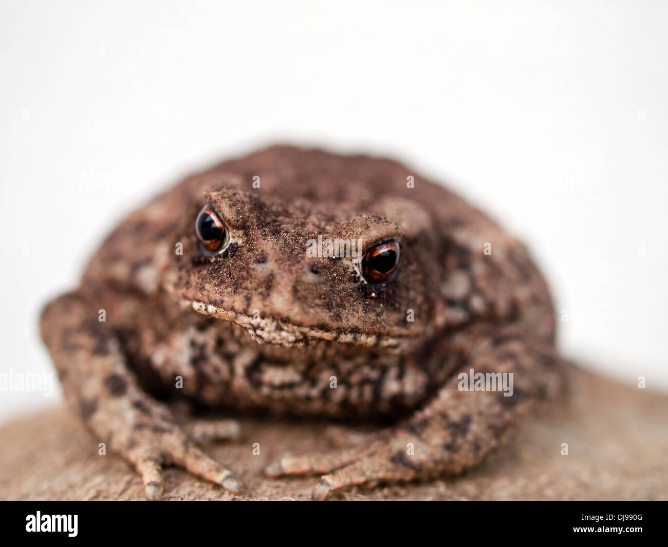 little brown toad relaxing after hard day Stock Photo - Alamy