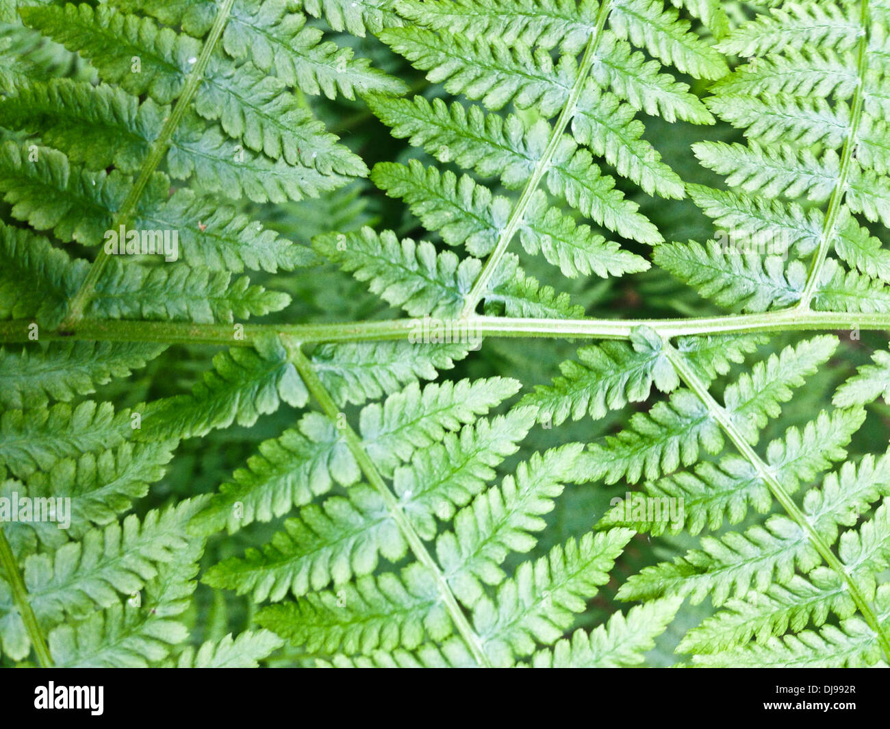 Close up of plant leaves Stock Photo - Alamy