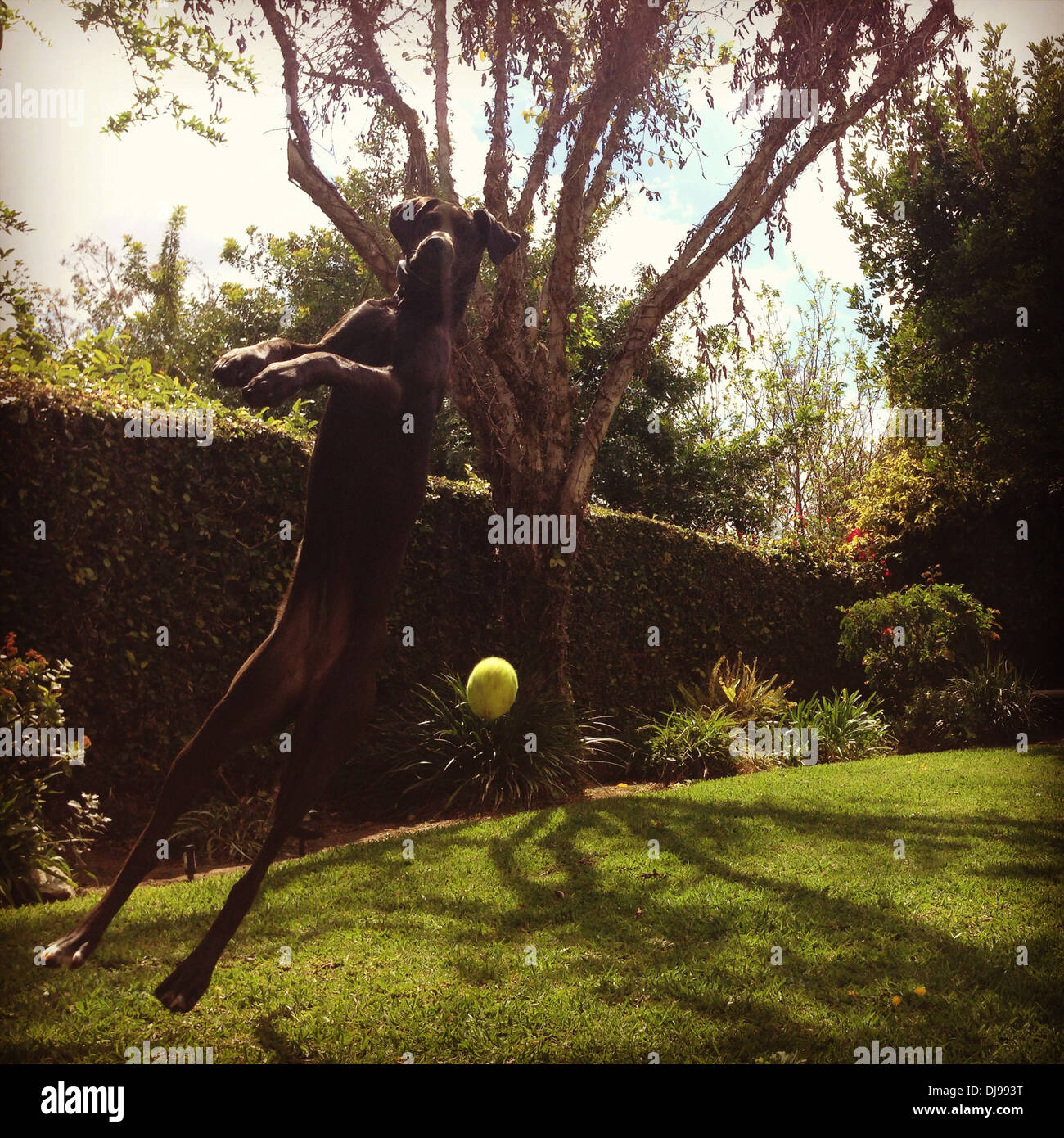 Dog chasing ball in backyard Stock Photo - Alamy