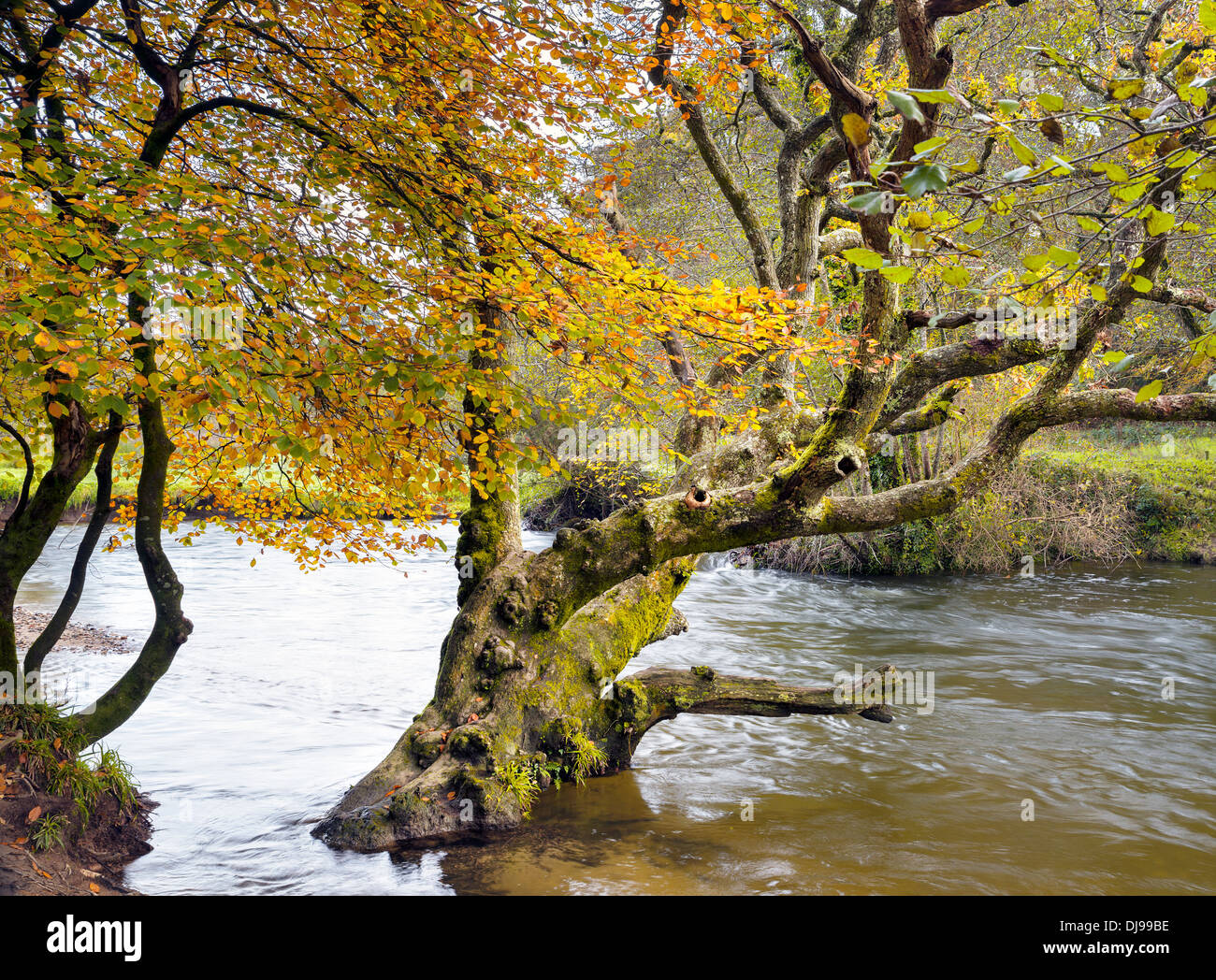 Cornwall river hi-res stock photography and images - Alamy