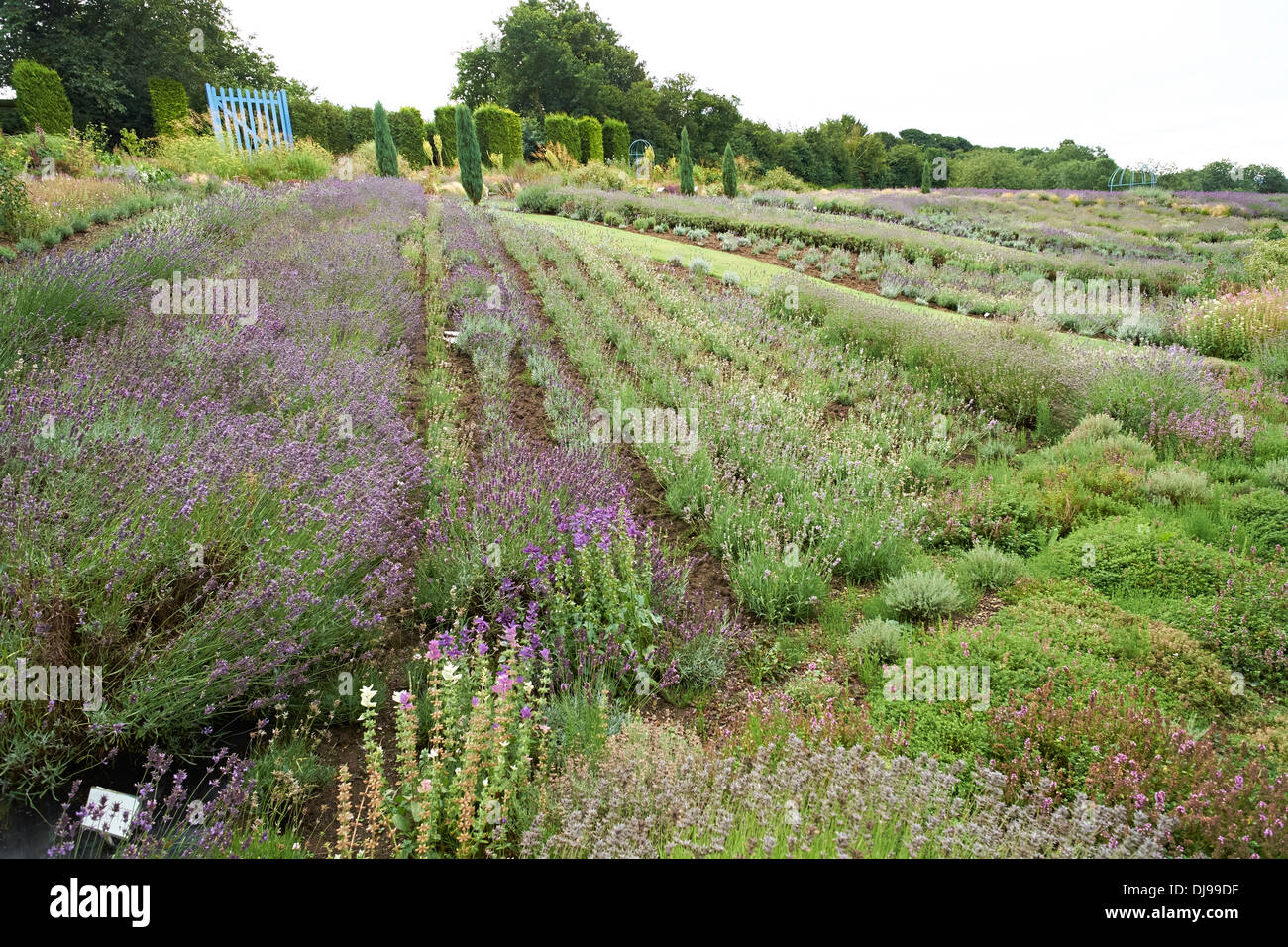A lavender field at "Yorkshire Lavender" in the UK Stock Photo - Alamy