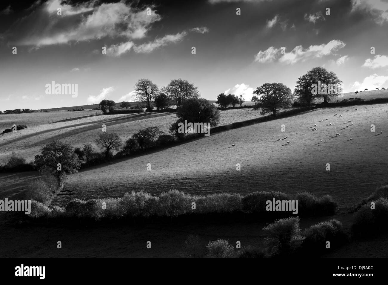 Devon Hedgerows,Drewesteignton,Dartmoor national park,park,moor, uk ...