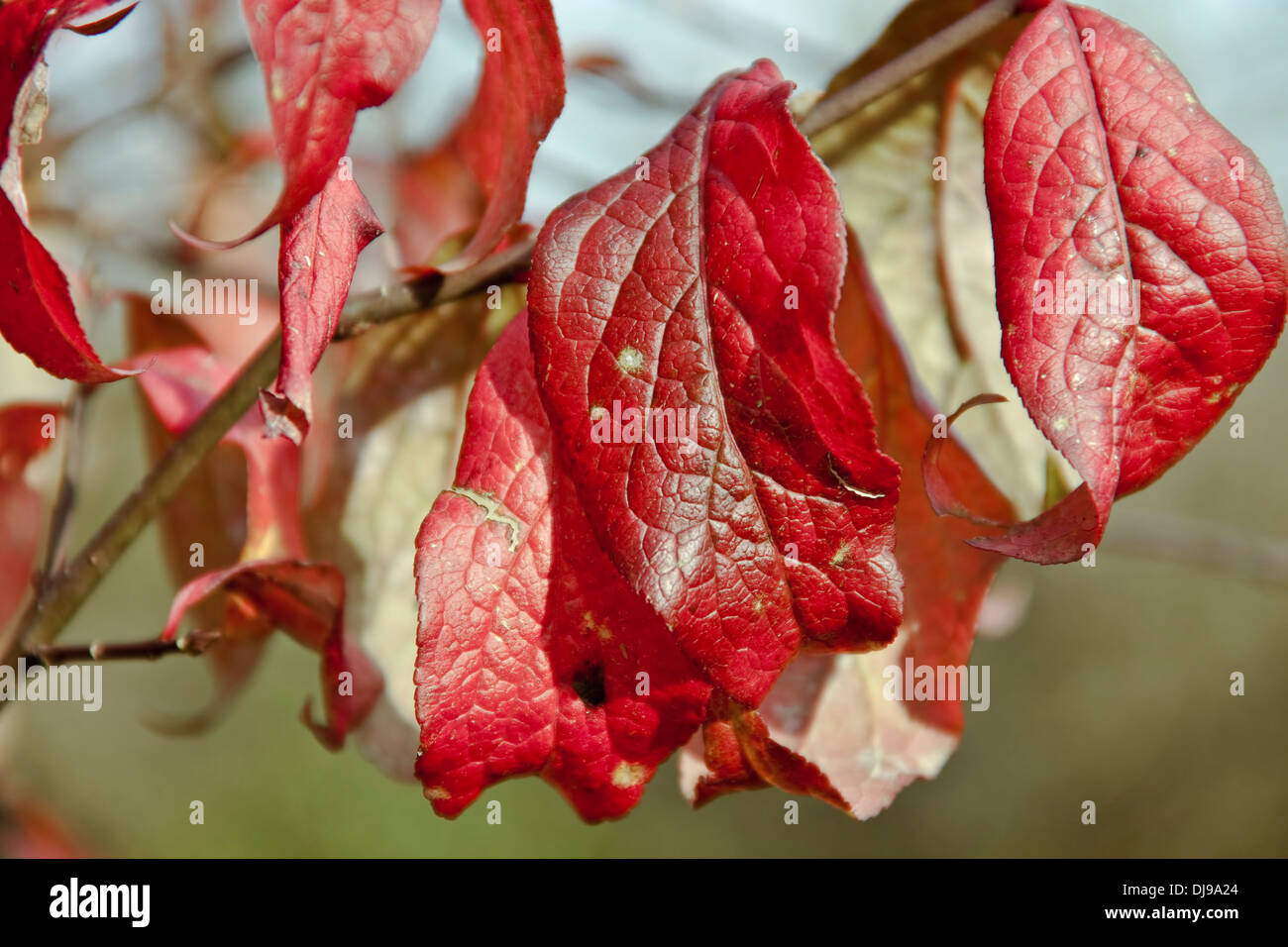 Fall foliage in the woods of "De Pan van Persijn'', a nature reserve at ...