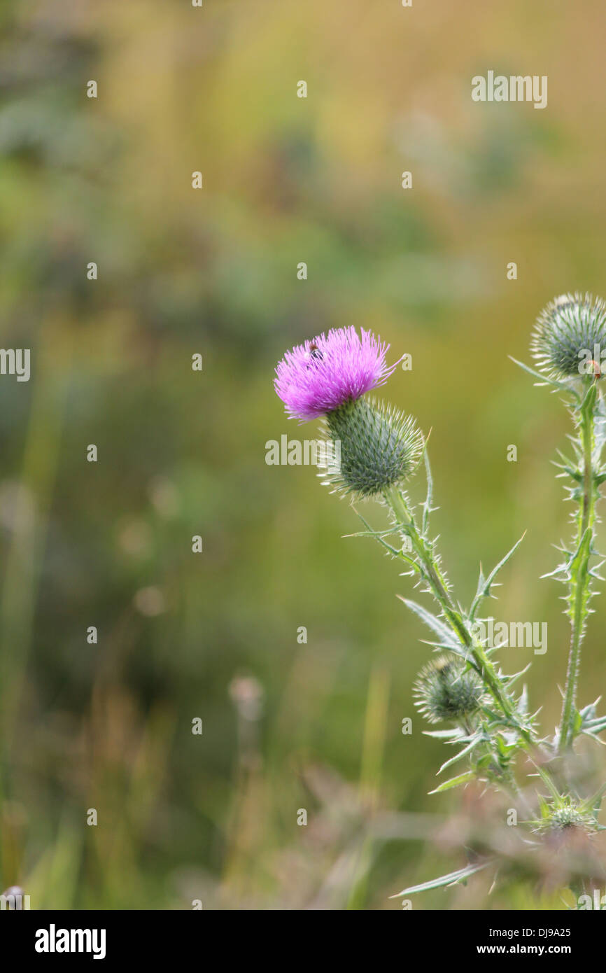 Bull weed hi-res stock photography and images - Alamy