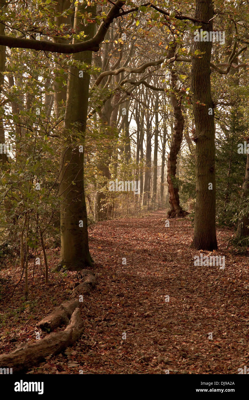 Fall foliage in the woods of ''De Pan van Persijn'', Katwijk, South ...