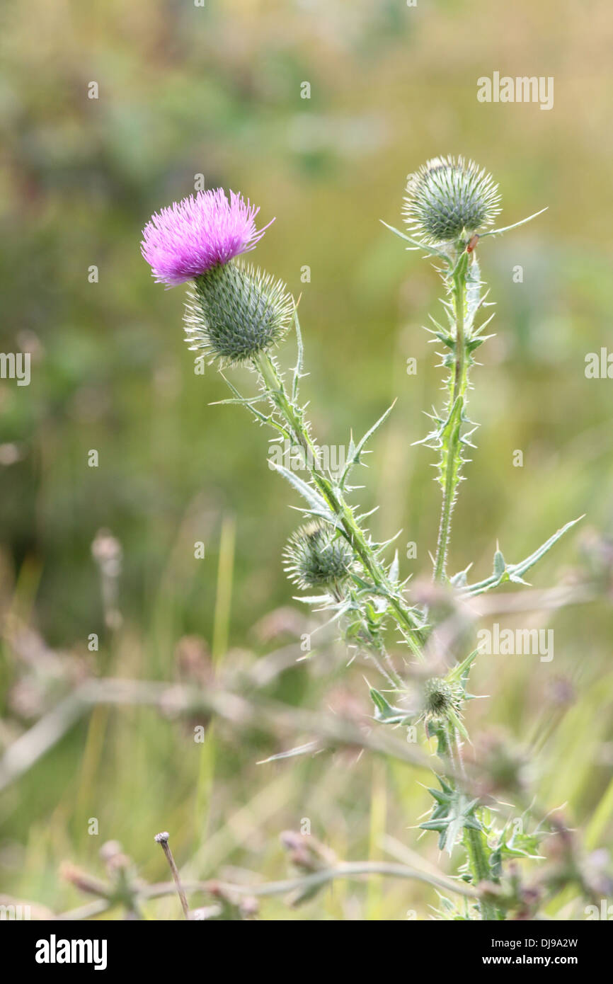 Bull thistle (Cirsium vulgare) growing beside a country road Stock ...