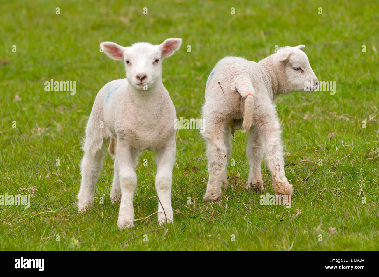 Cute lambs uk hi-res stock photography and images - Alamy