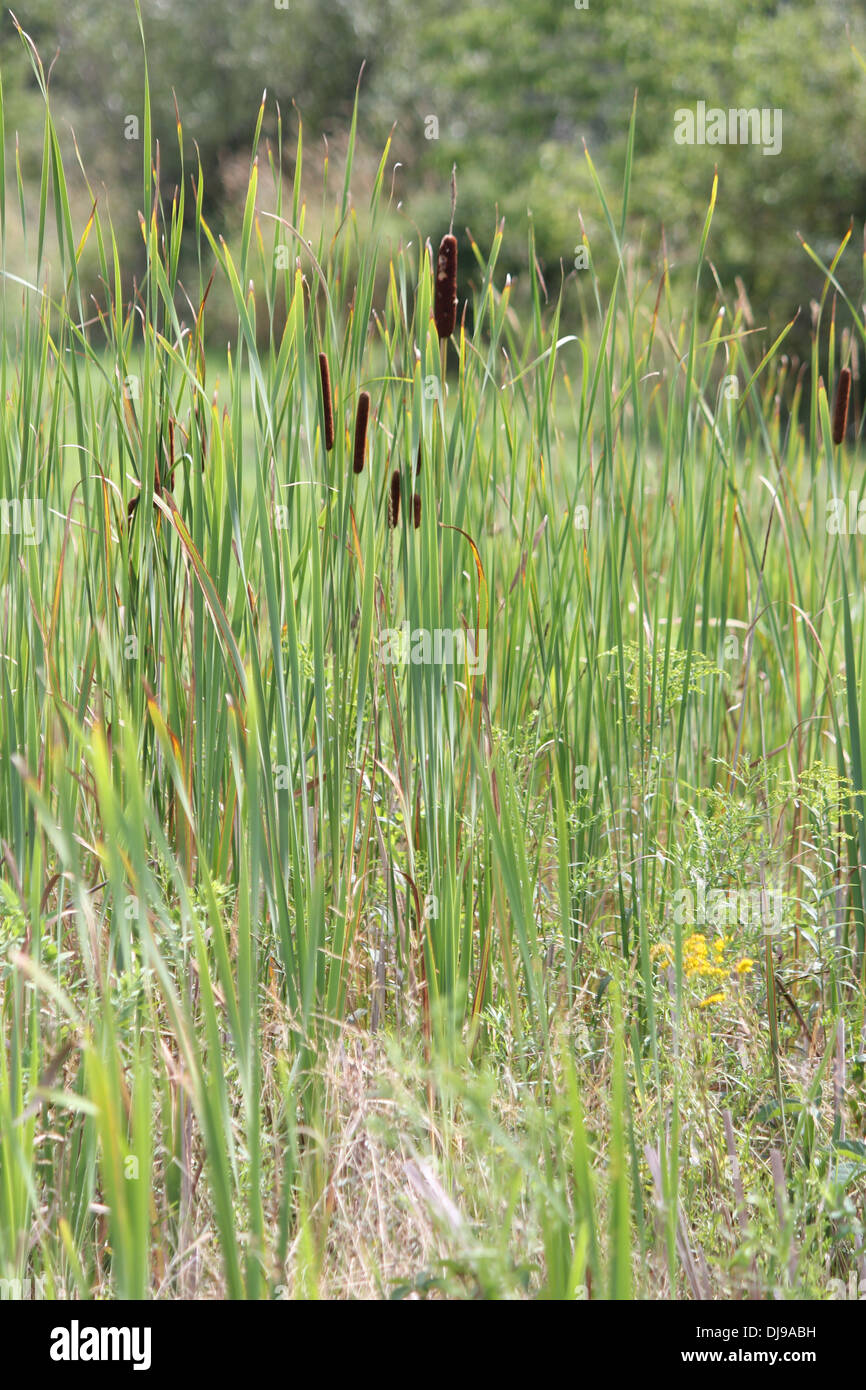 Cattails (Bulrush) growing in a rural wet area Stock Photo - Alamy