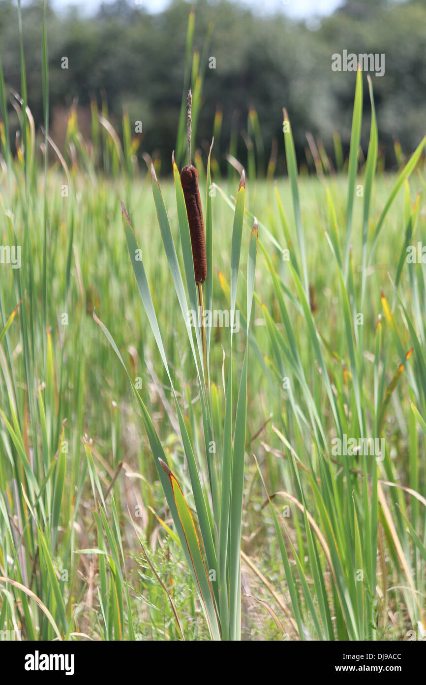 Cattails (Bulrush) growing in a rural wet area Stock Photo - Alamy