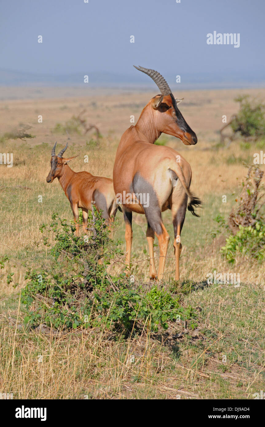 Topi (Damaliscus Lunatus Topi) Masai Mara National Reserve, Kenya, East ...