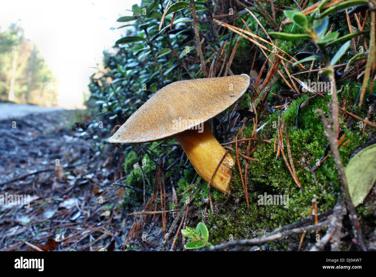Mushroom suillus variegatus growing in the forest Stock Photo - Alamy
