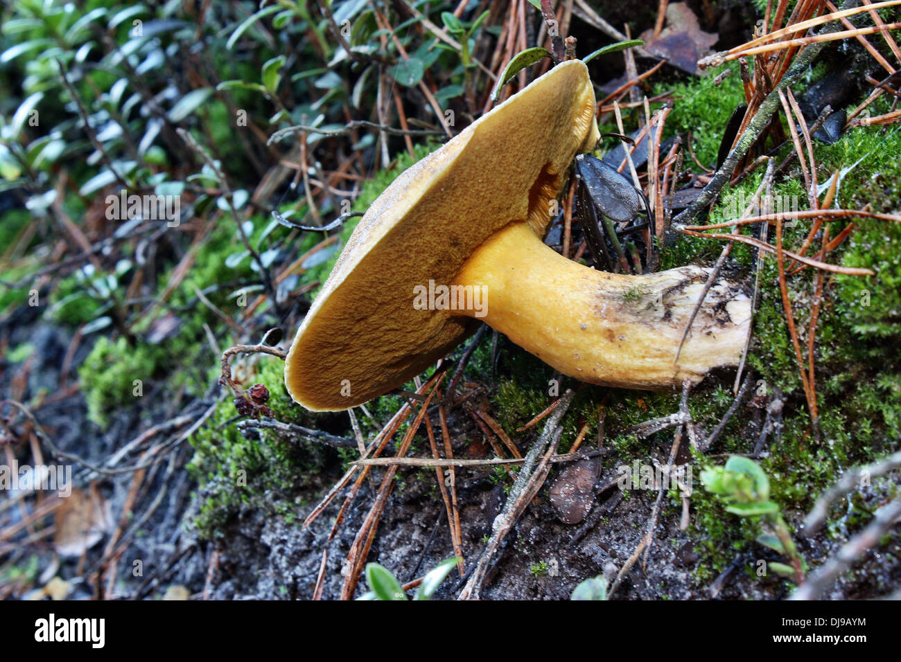 Mushroom suillus variegatus in the forest Stock Photo - Alamy