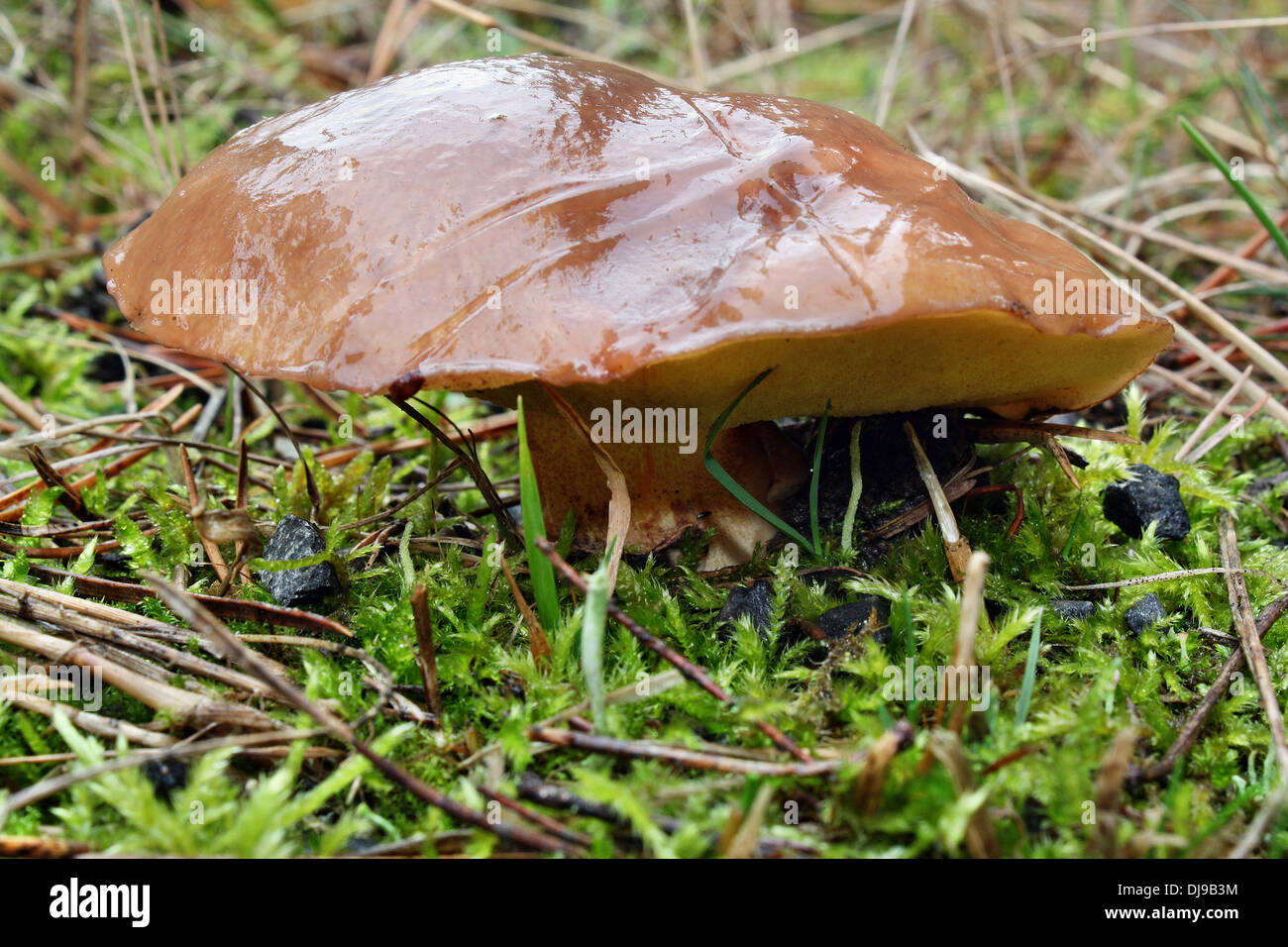 Mushroom suillus luteus growing in the forest Stock Photo - Alamy