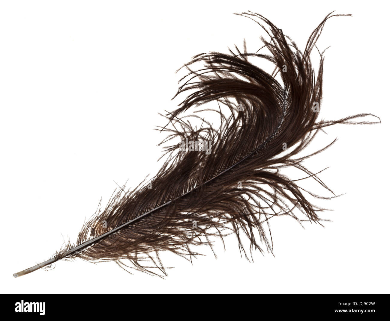 hard ostrich feather on white background close up Stock Photo - Alamy