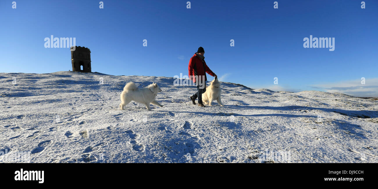 Buxton, Derbyshire, UK. Samoid dogs in snow at Solomon's Temple, also ...