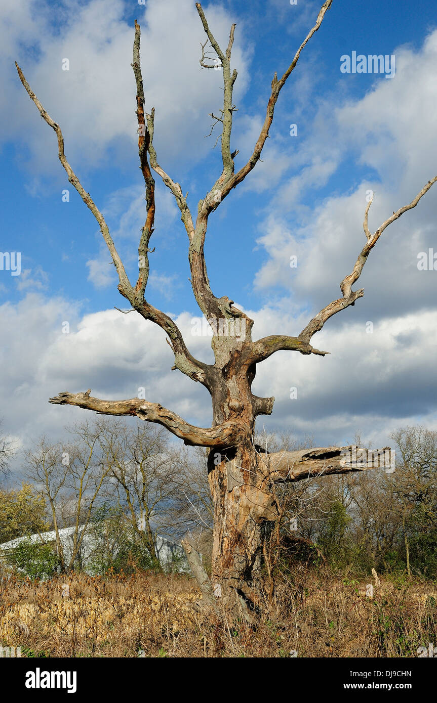 Deadwood history hi-res stock photography and images - Alamy