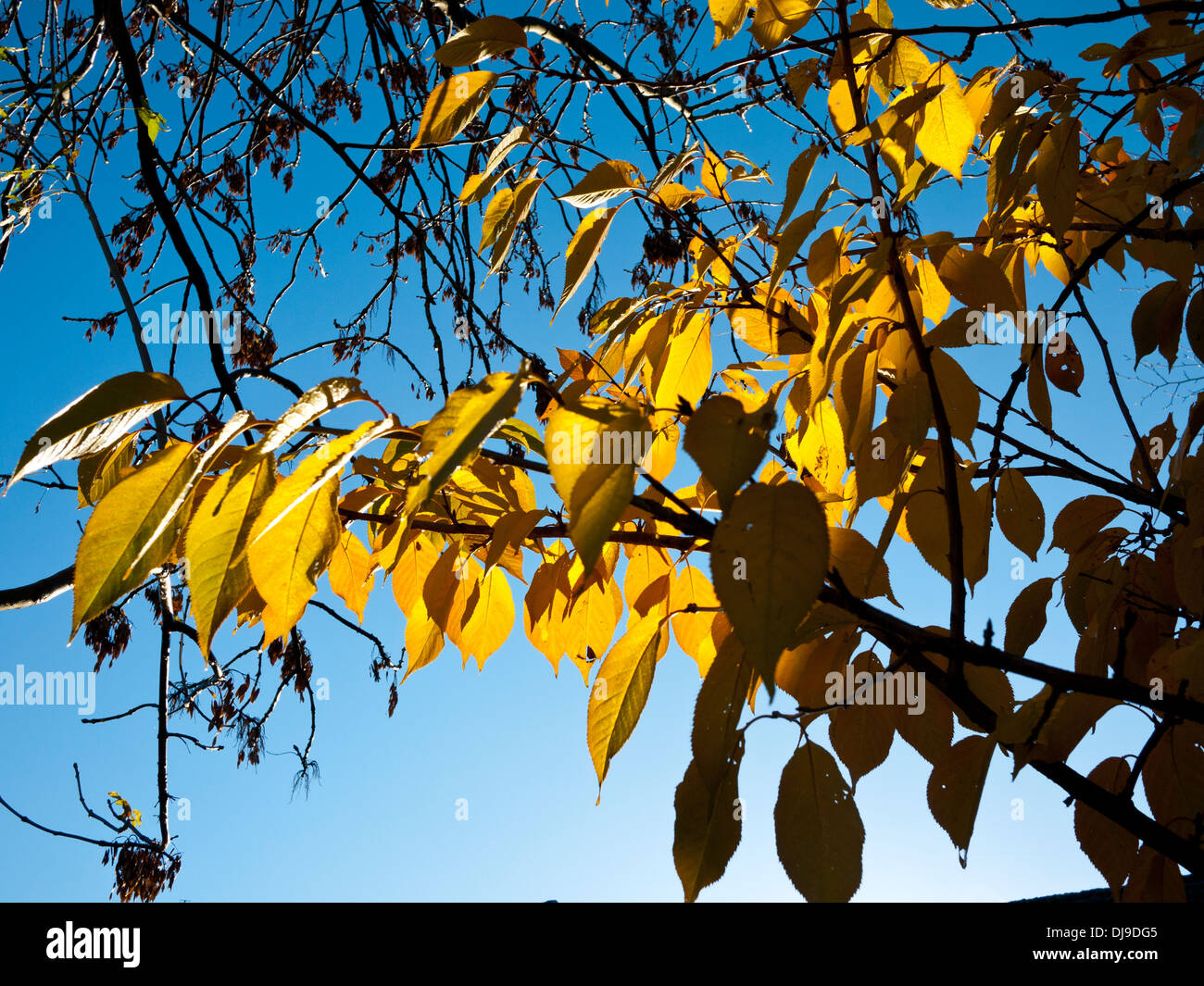 Autumn leaves in bright sunlight Stock Photo - Alamy