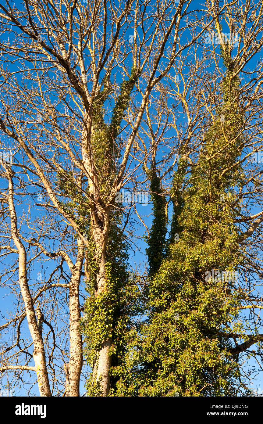 Sycamore tree with climbing overgrowing Ivy / Hedera helix - France ...