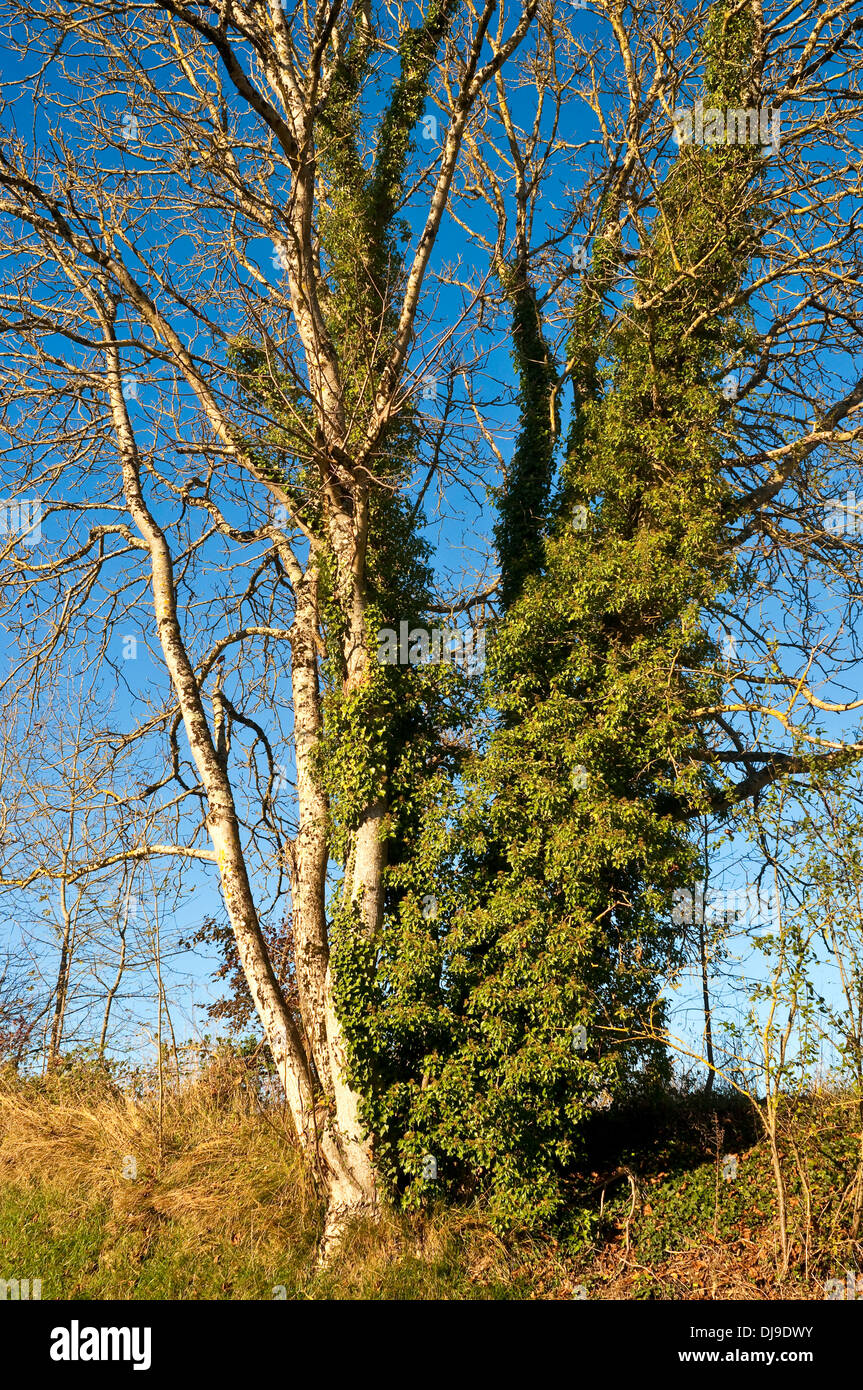 Sycamore tree with climbing overgrowing Ivy / Hedera helix - France ...