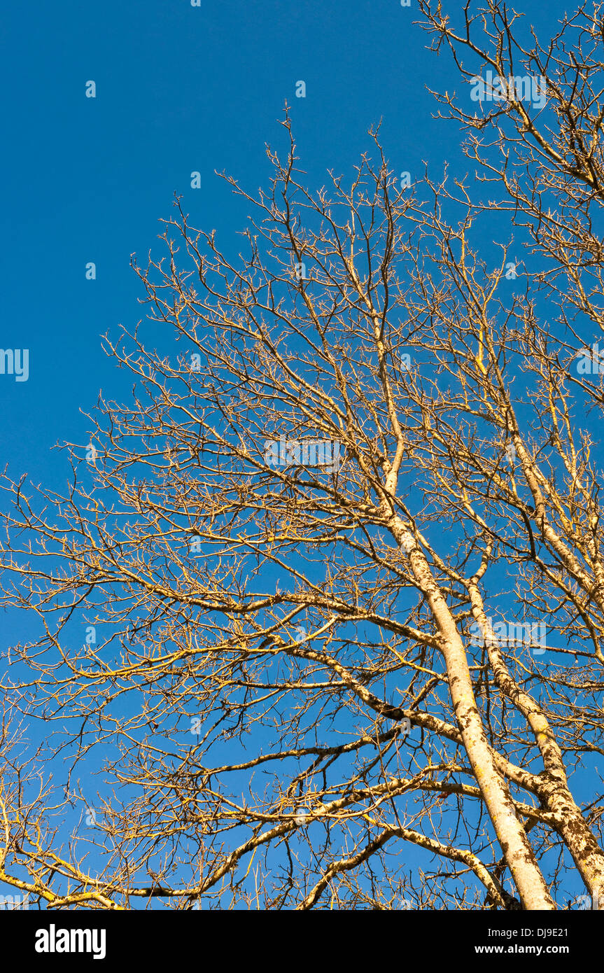 Sycamore tree bare branches against blue sky - France Stock Photo - Alamy