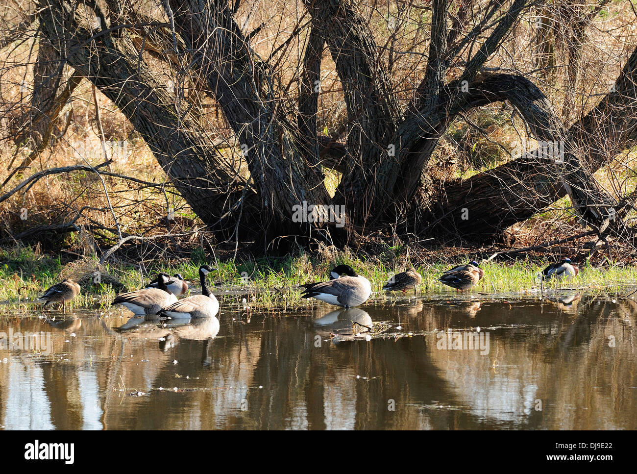 Canadian Geese on marshland habitat Stock Photo - Alamy