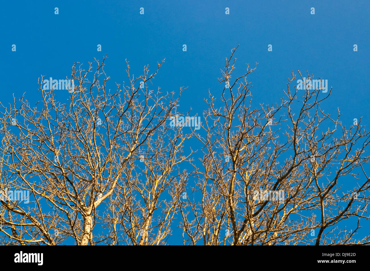Sycamore tree bare branches against blue sky - France Stock Photo - Alamy