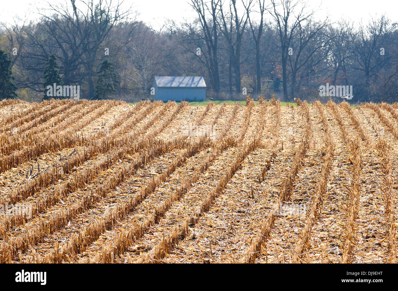 Rows of cut corn hi-res stock photography and images - Alamy