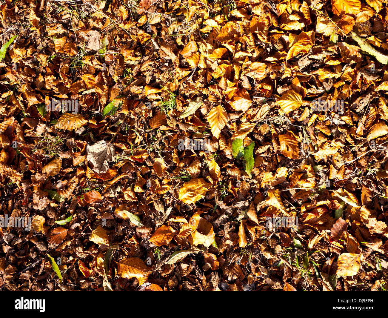 Beech mast hi-res stock photography and images - Alamy
