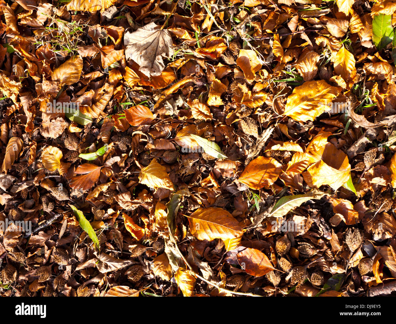 Beech mast hi-res stock photography and images - Alamy