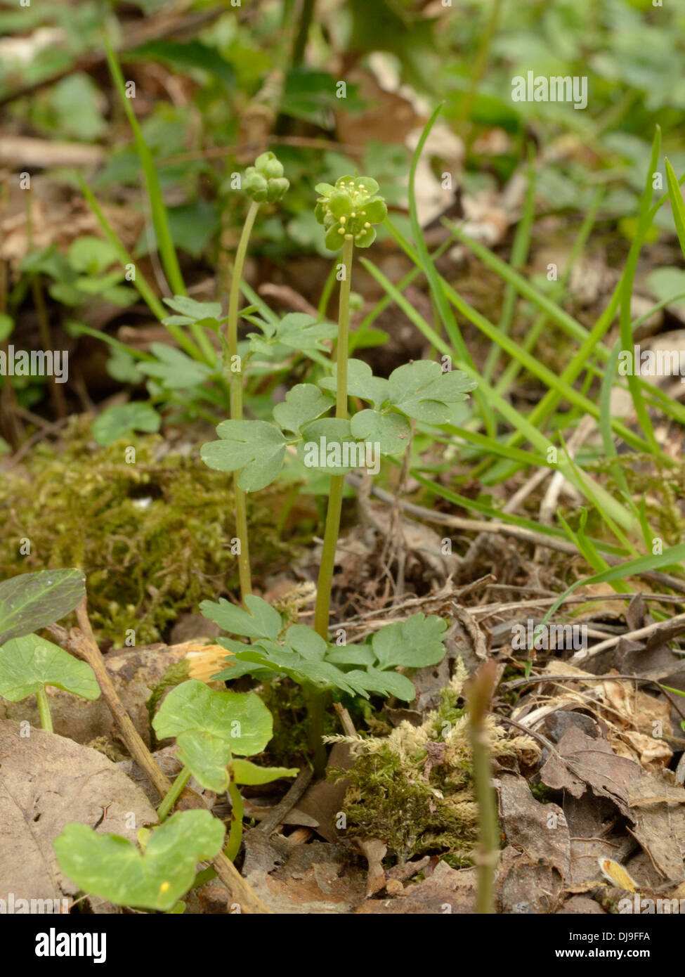 Moschatel or Town-hall Clock, Adoxa moschatellina Stock Photo - Alamy