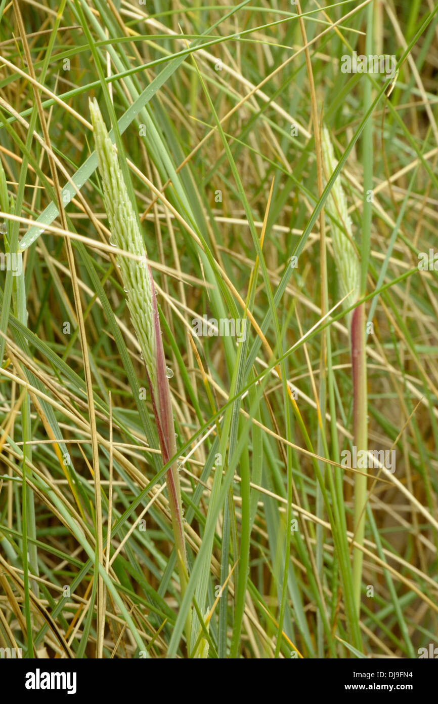 Marram Grass, Ammophila arenaria Stock Photo - Alamy