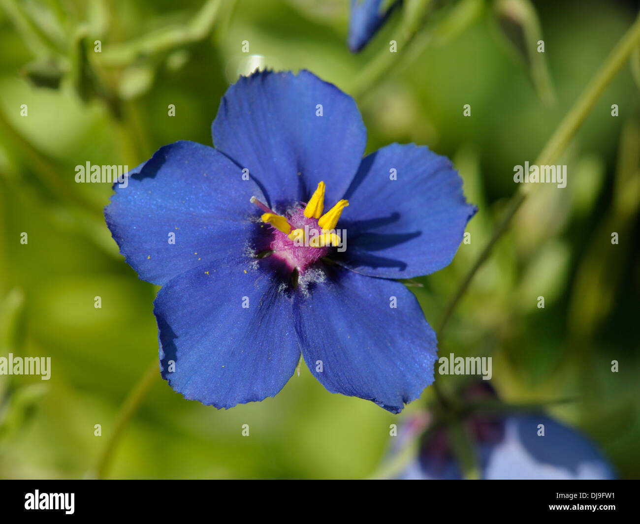 Blue Pimpernel, Anagallis arvensis Stock Photo - Alamy