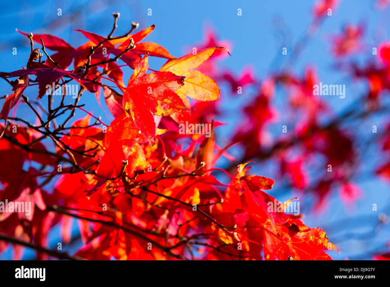 Autumn colours on an Acer tree in Holehird Gardens, Windermere, Lake ...