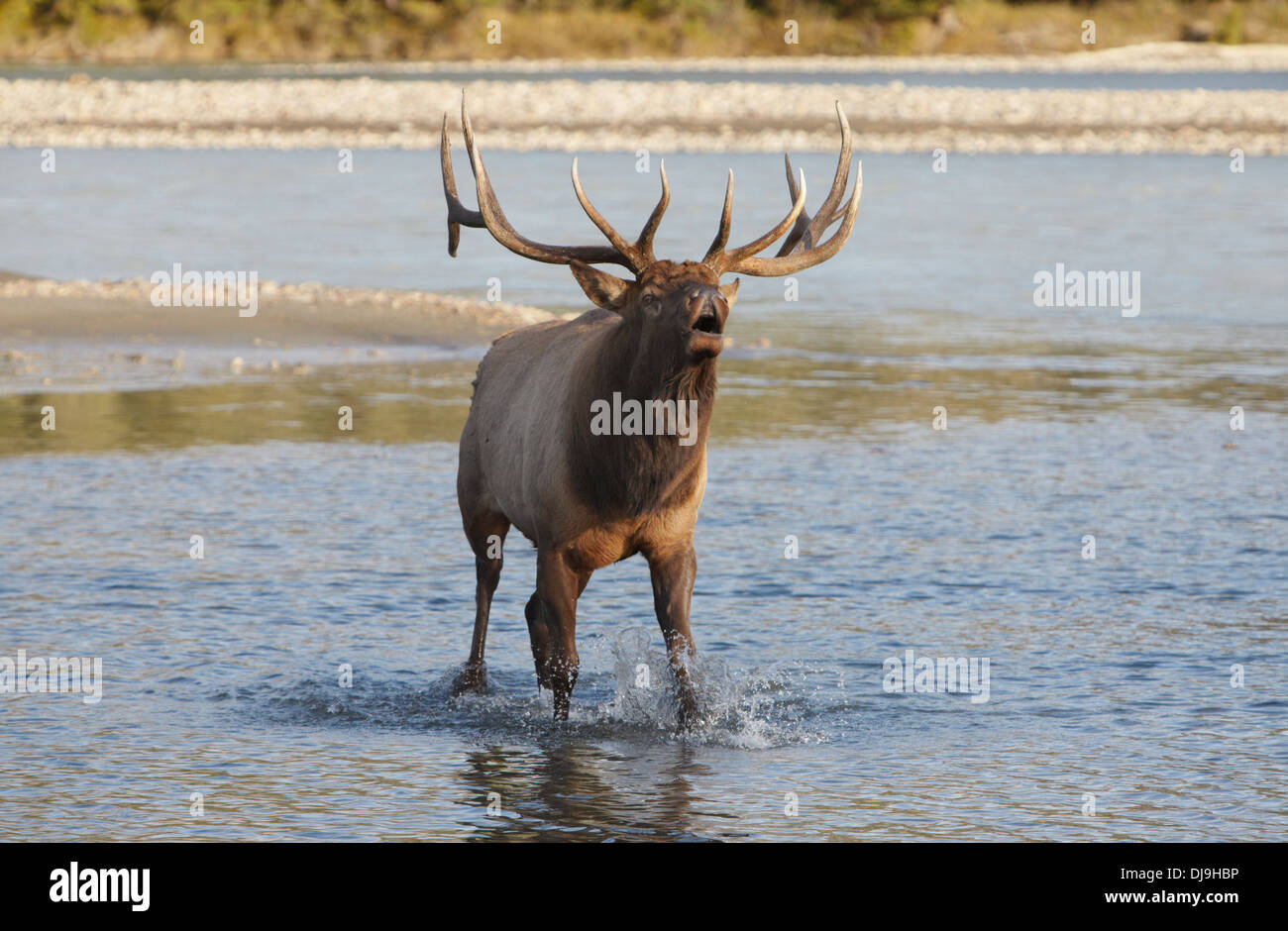 Bull Elk Bellowing High Resolution Stock Photography and Images - Alamy